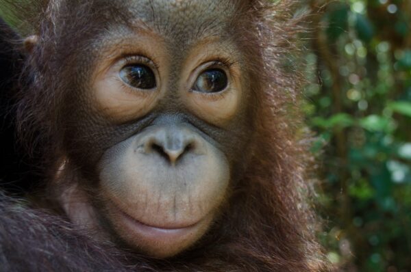 Orangutan Foundation International – 97% of our DNA...100% of Our ...