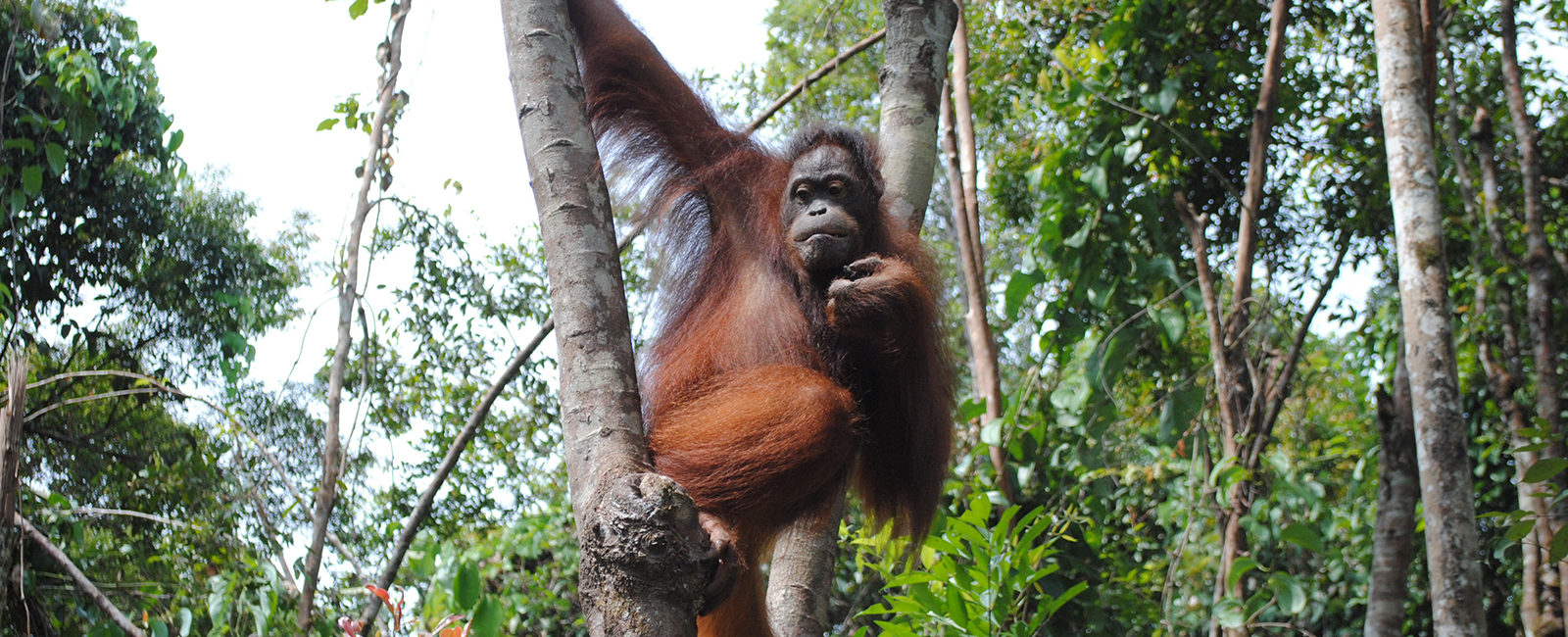 Orangutan of the Month for August 2017: Berman – Official Orangutan ...
