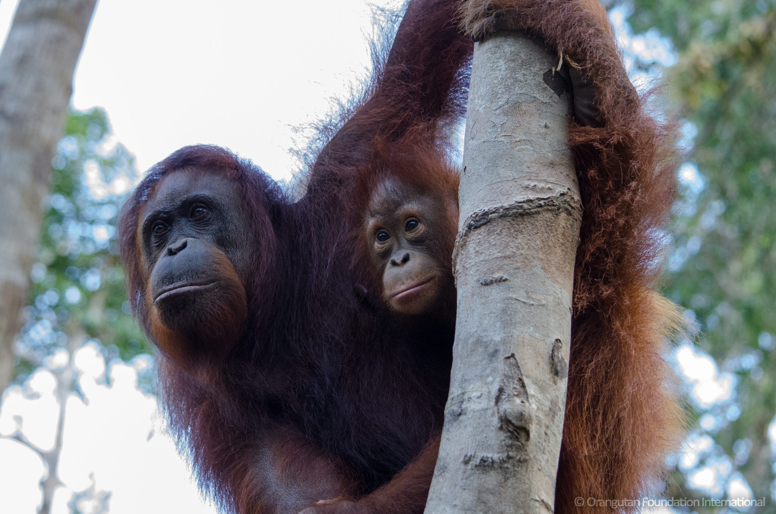Official Orangutan Foundation International Site – 97% of our DNA...100 ...