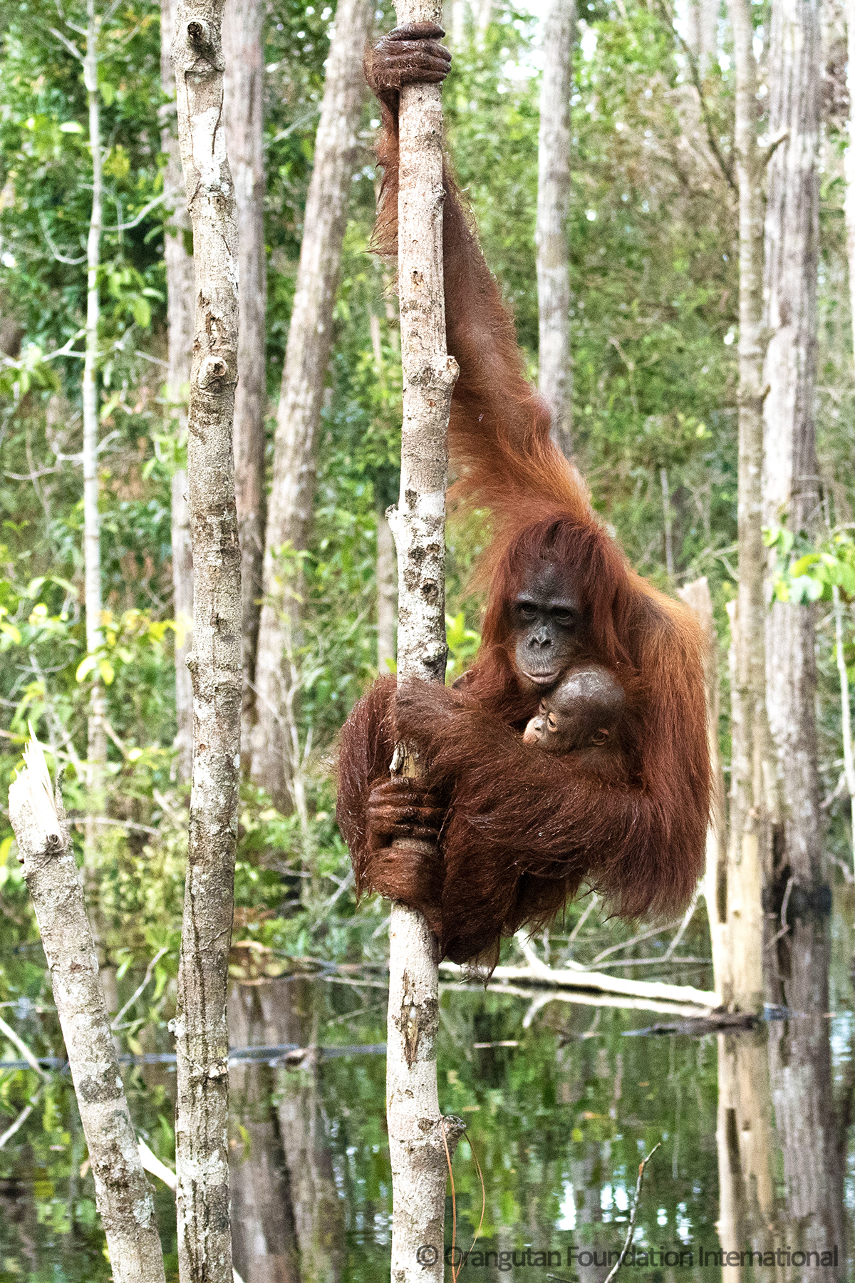 Your support is needed: Help us guard the forest. – Official Orangutan ...