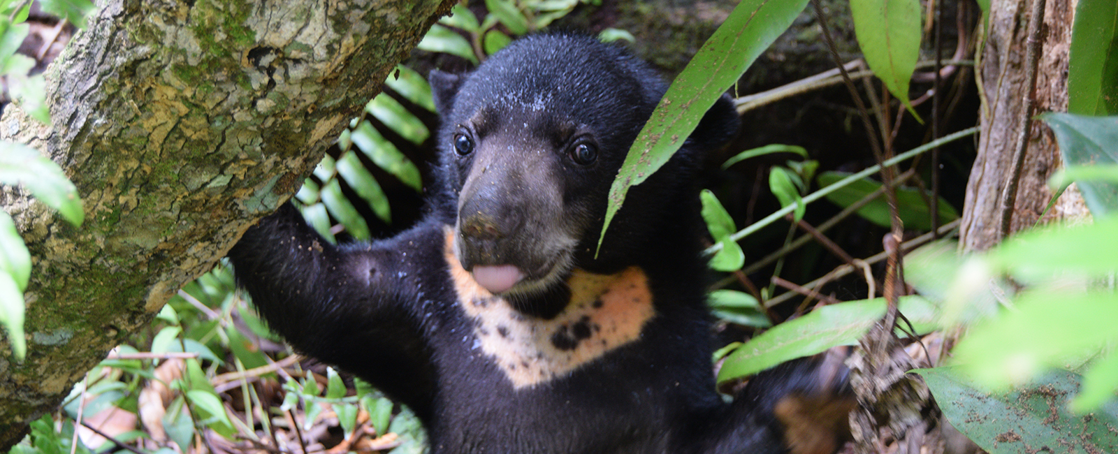 Bear of the Month: Bubu