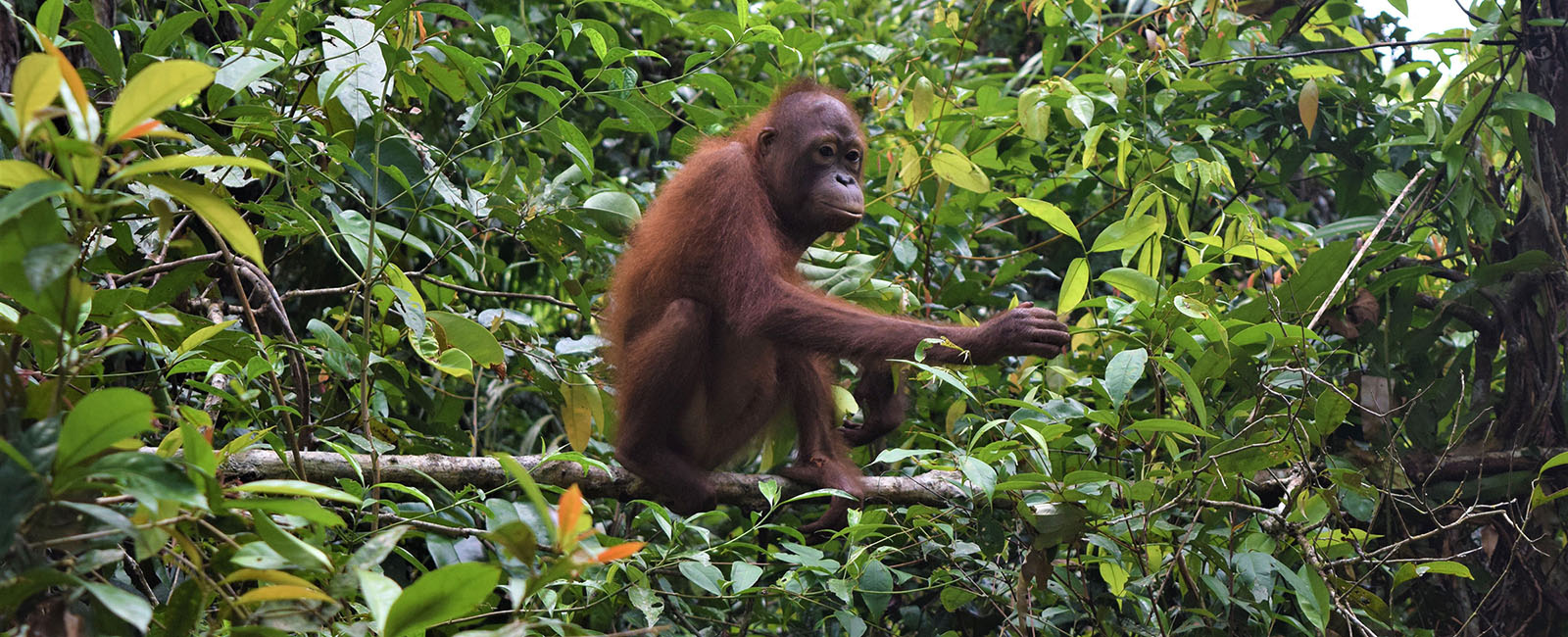 Orangutan of the Month for June 2017: Dodot – Official Orangutan ...