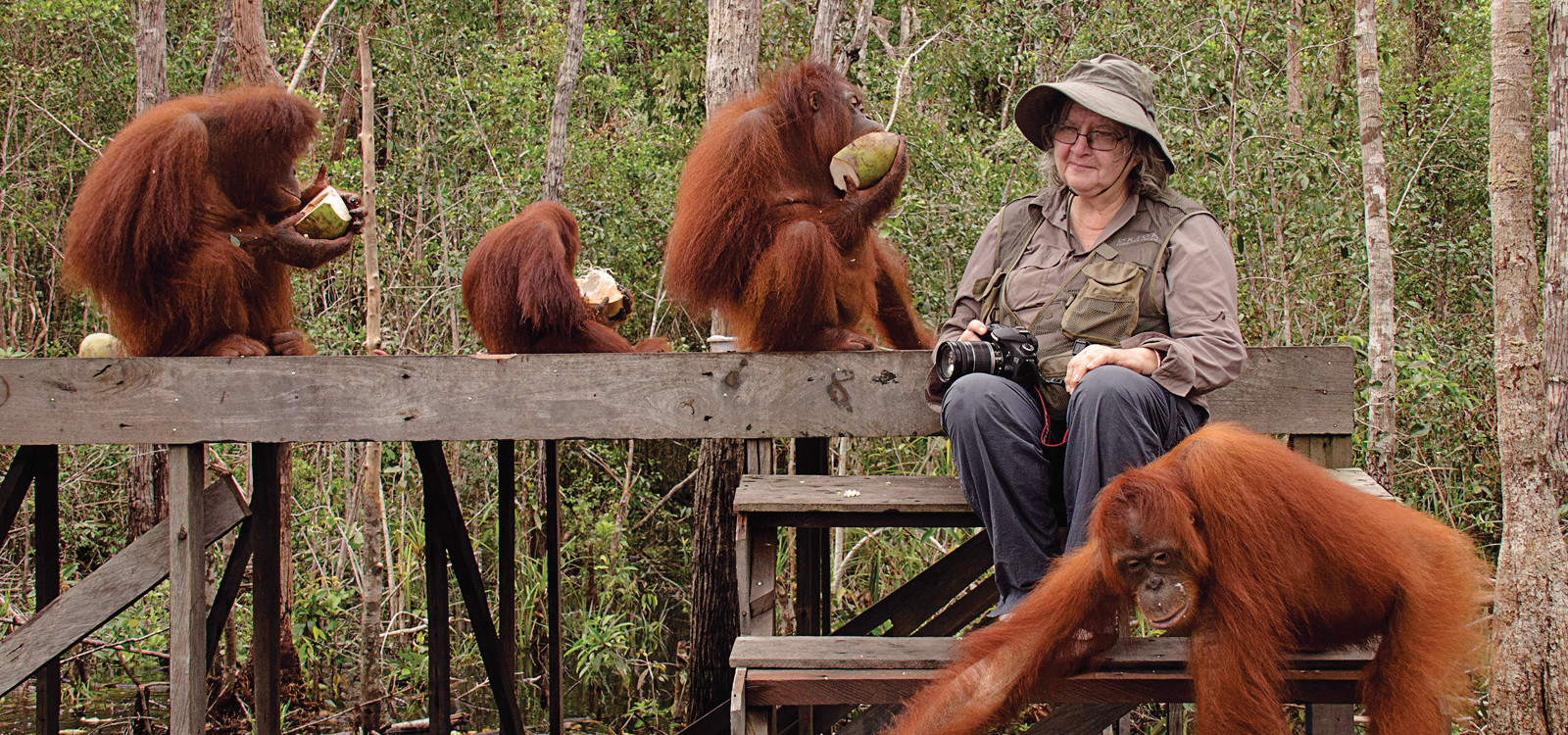 Orangutan Eco Tours