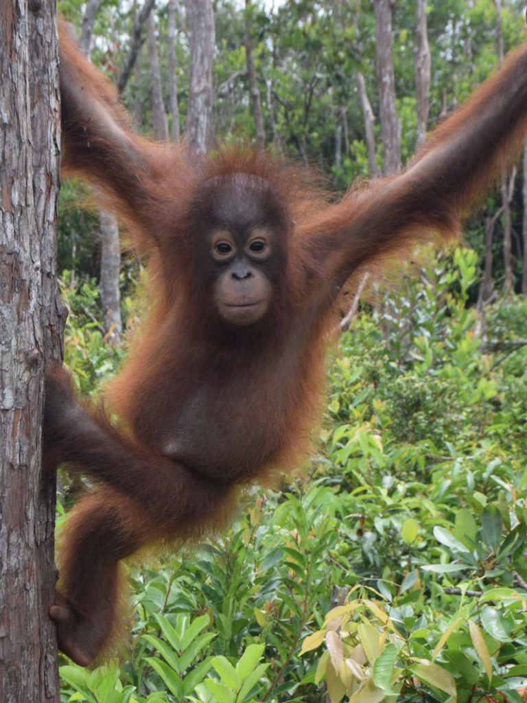 Foster Proudfoot – Orangutan Foundation International