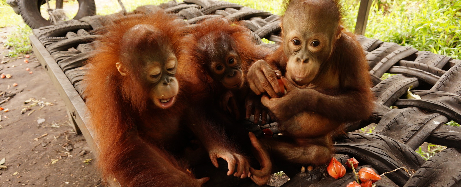 Fall Appeal – Official Orangutan Foundation International Site