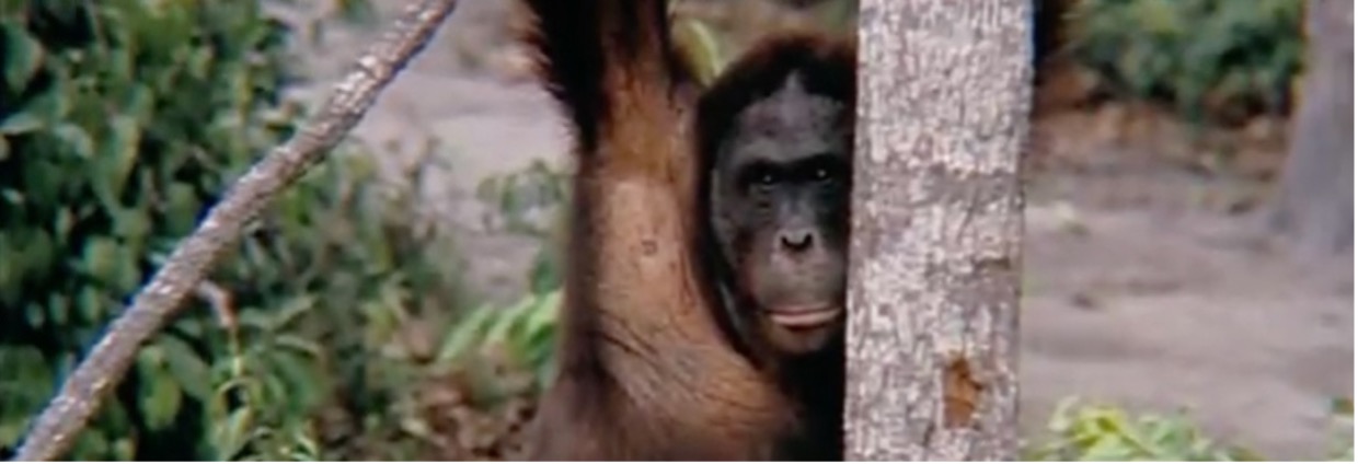 Kusasi: Survivor – Orangutan Foundation International