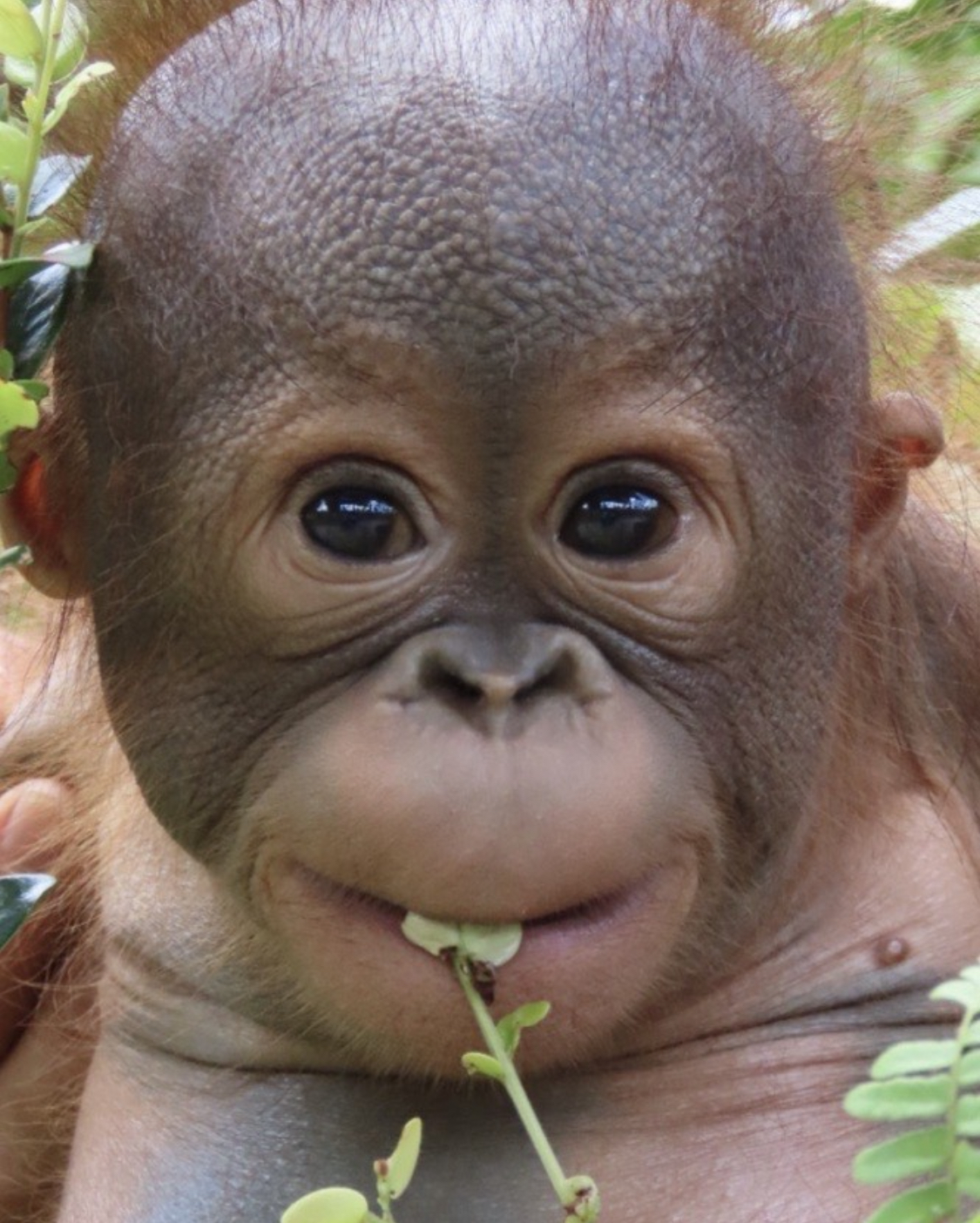 Fall – Winter Appeal 2022 – Orangutan Foundation International